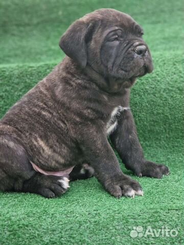 Мальчик Кане Корсо