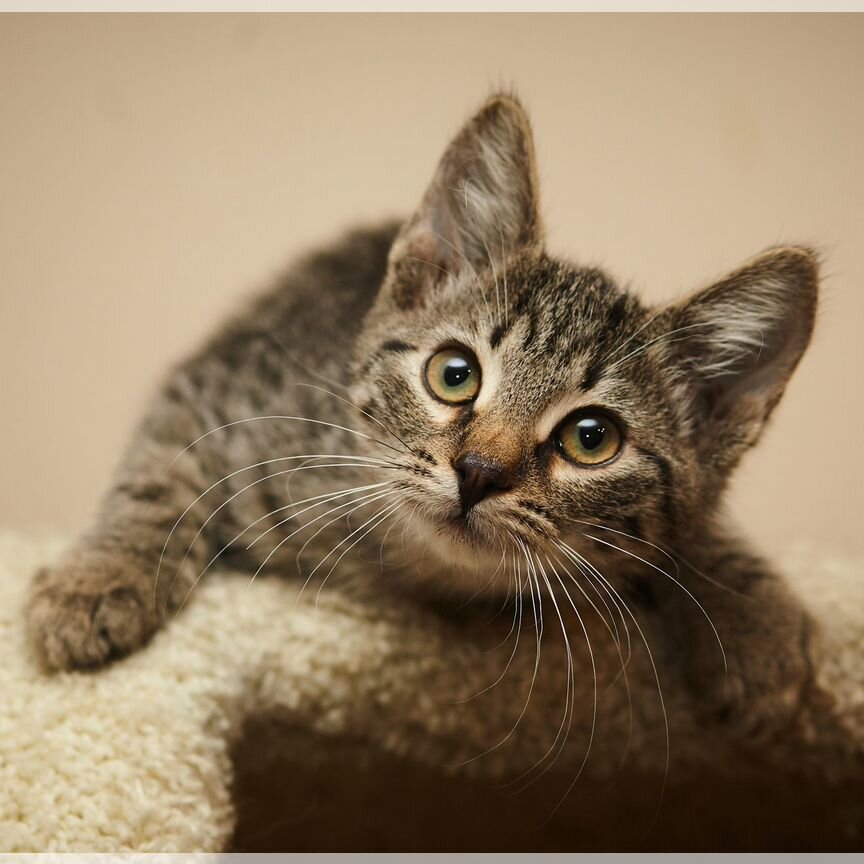 Котята полосатые мальчики и девочки