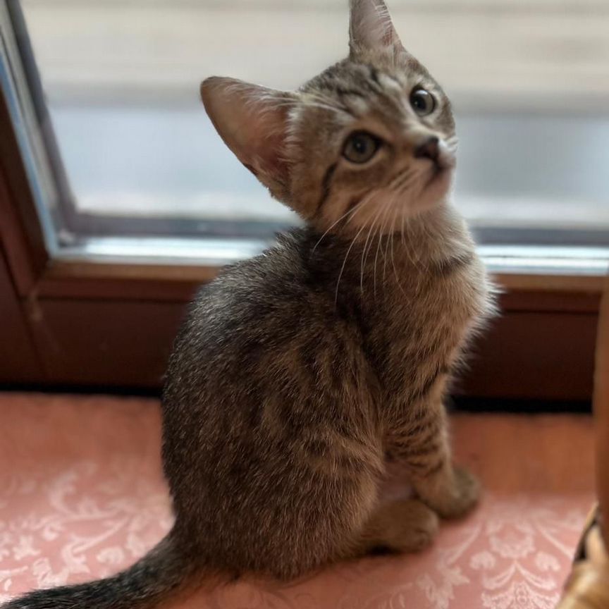 Котенок мальчик от домашней кошки из Дагестана