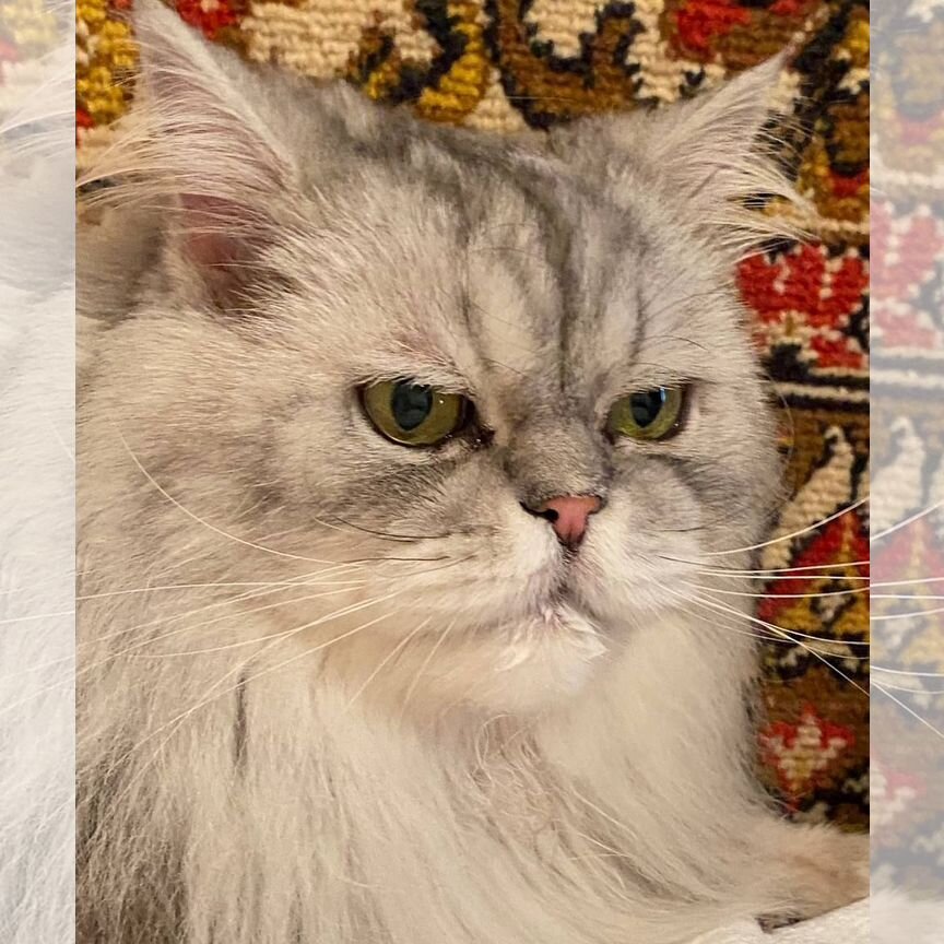 Кот ищет хозяина