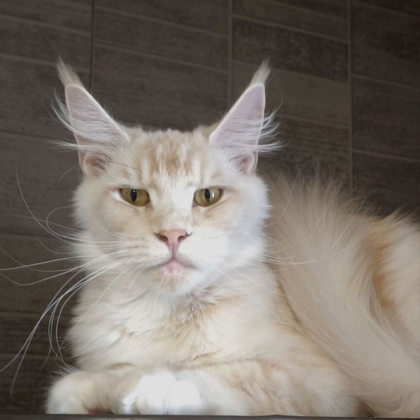 Кошечка Мейн кун