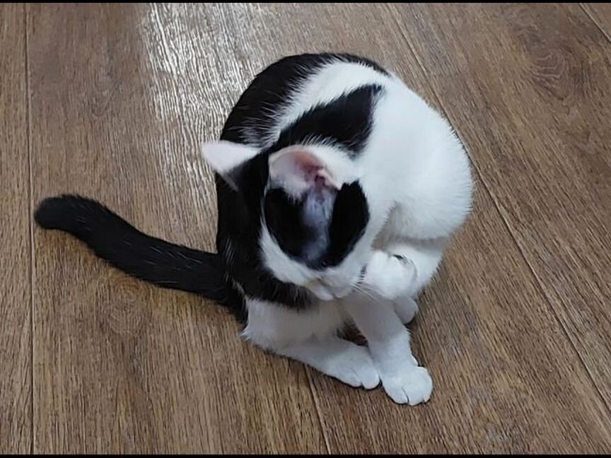 Отдам в дар кошка