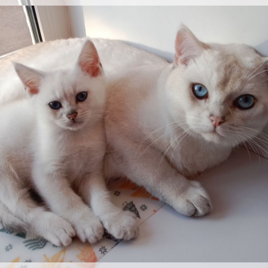 Котята голубое золото