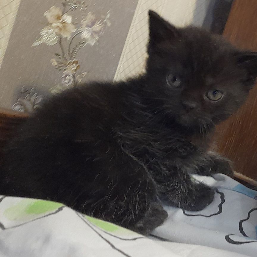 Котята шотландские 1,5 мес