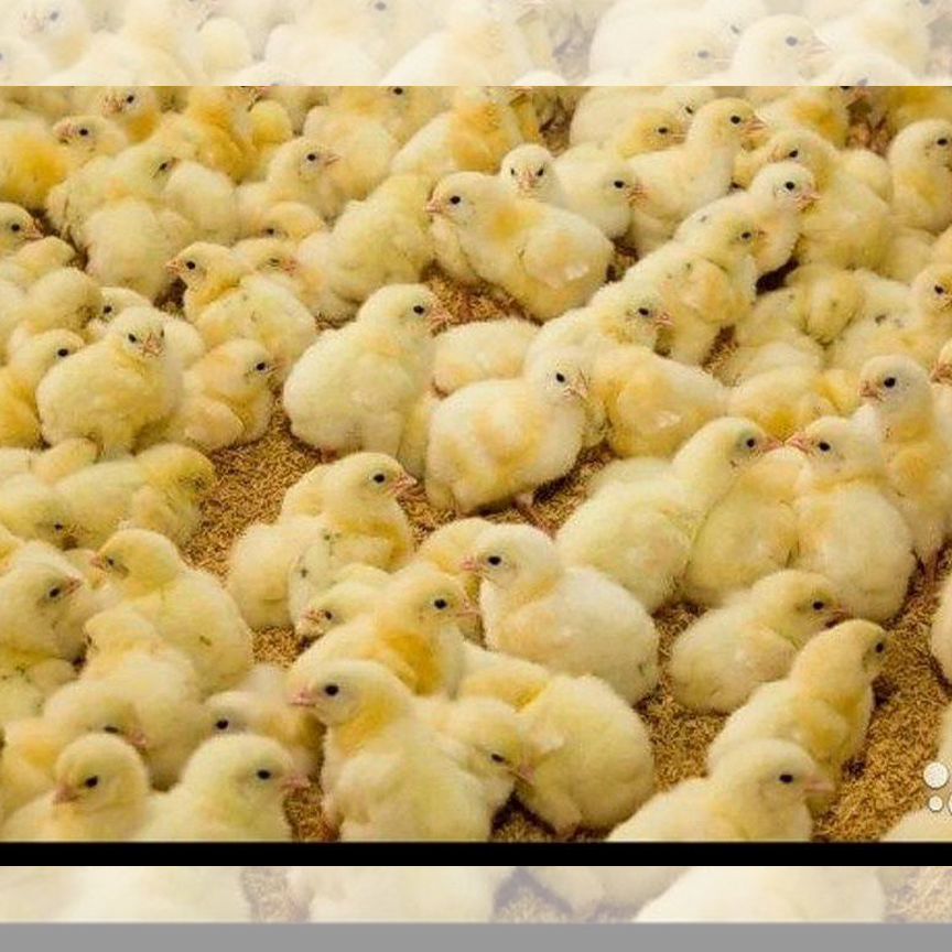 Цыплята бройлеры суточные в апреле