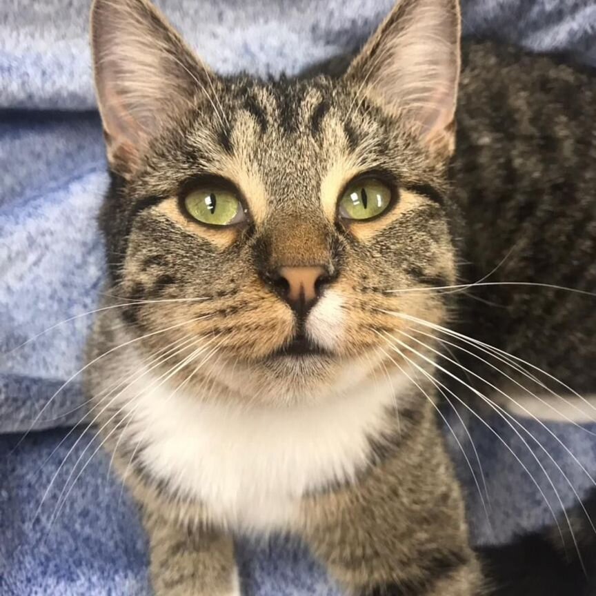 Котенок девочка 6.5 месяцев