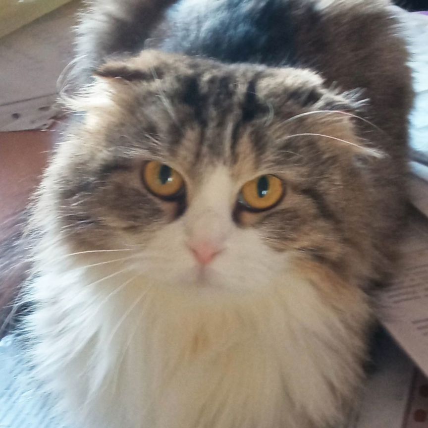 Кошечка в добрые руки