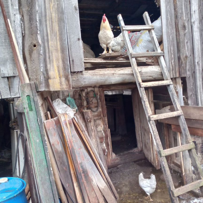 Продаются петушки