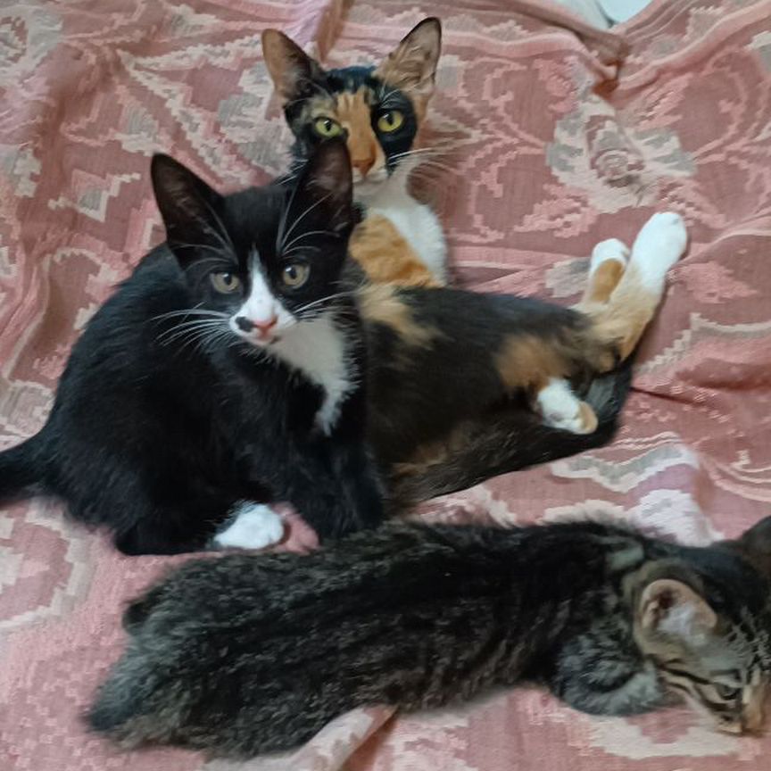 Котята в добрые руки