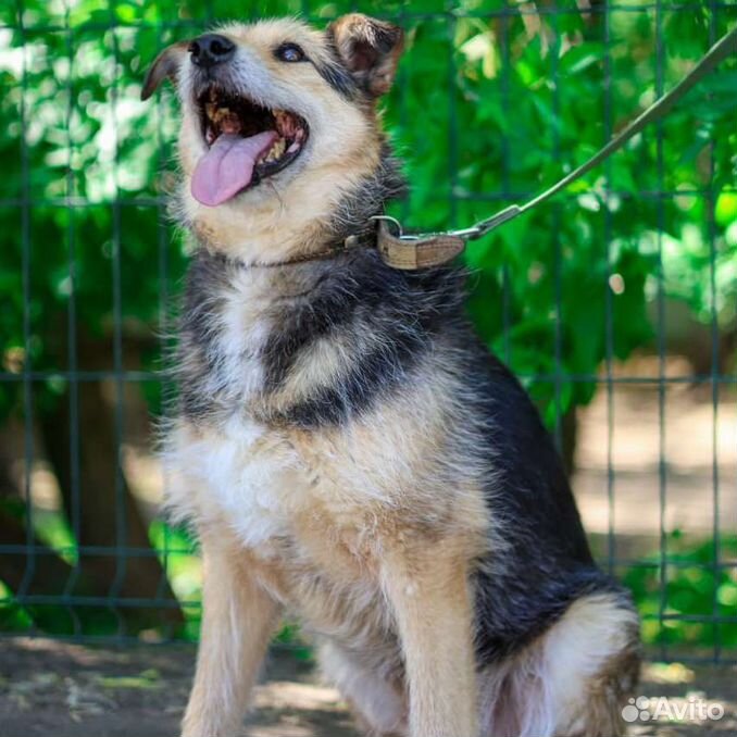 Красавчик Бредли мечтает стать домашним