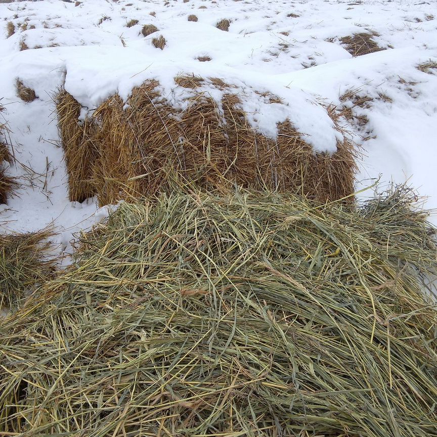 Сено суданка