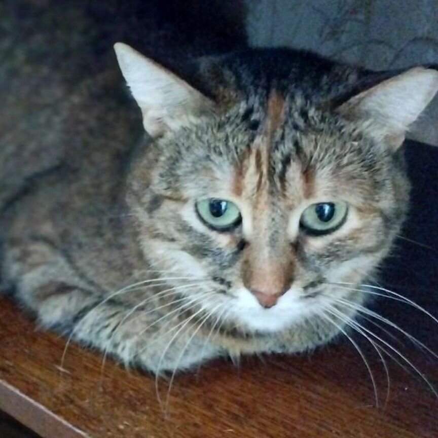Кошечка