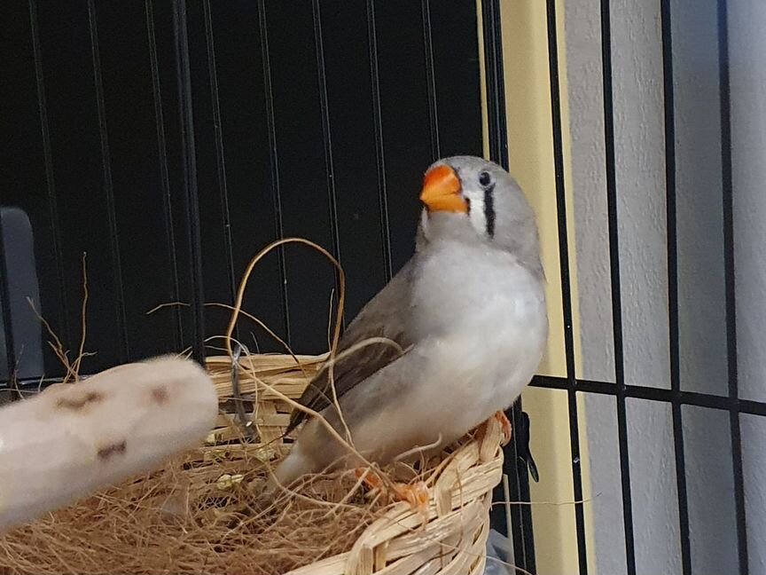 Амадины. Экзотические птицы