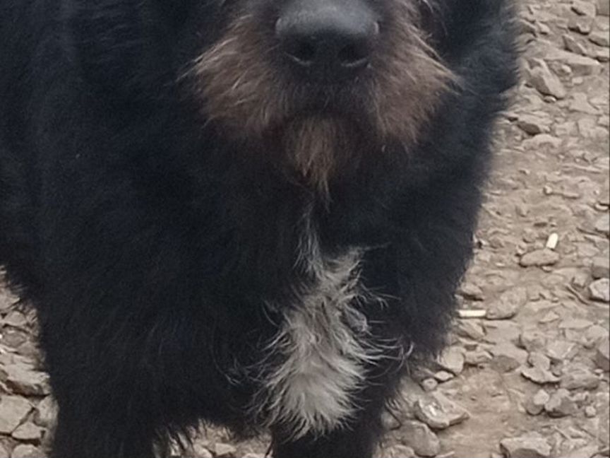 Дратхаар вязка