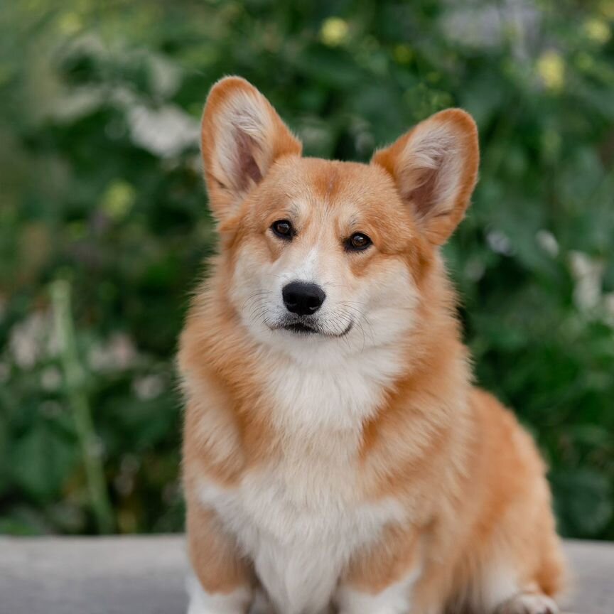 Вельш Корги Пемброк