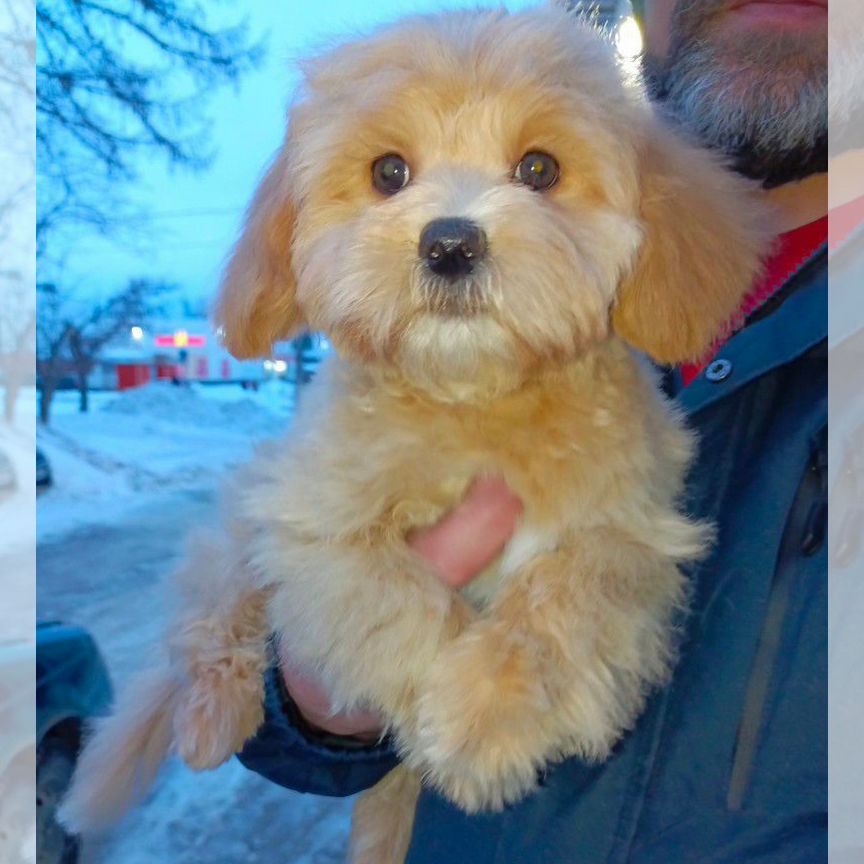 Мальтипу, щенок