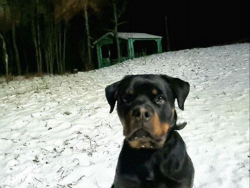 Отдам ротвейлера