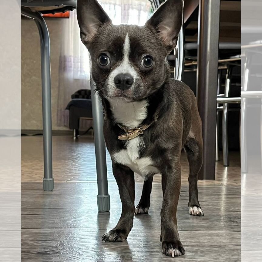 Кабель чихуахуа вязка