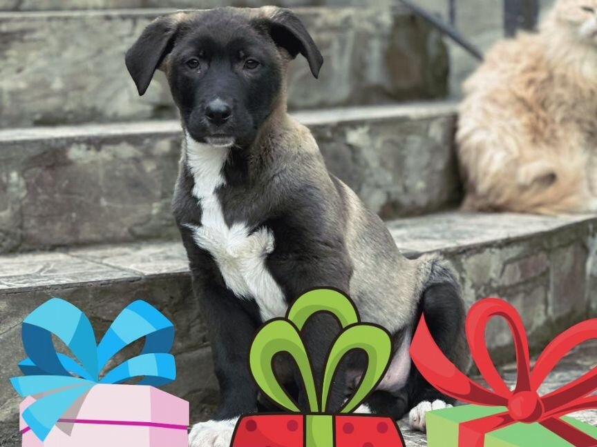 Собака щенок бесплатно борадор