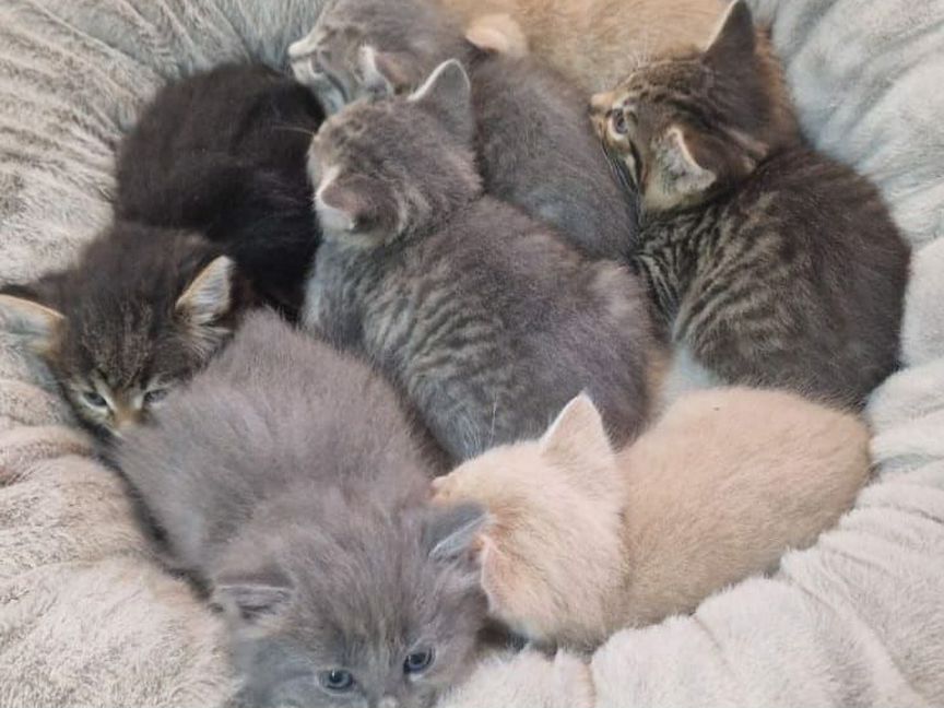 Котята в добрые руки
