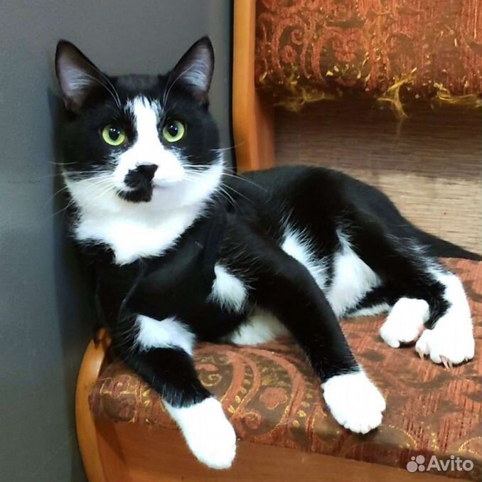 Крупный котик Филя ищет дом