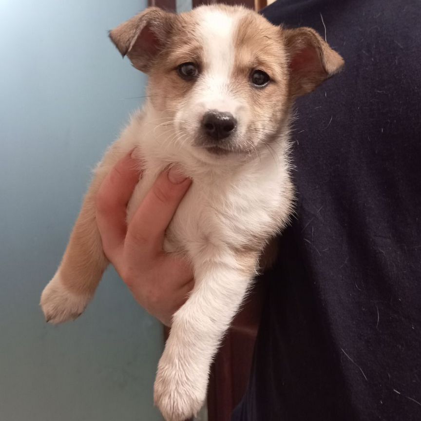 Вельш Корги Кардиган, щенок