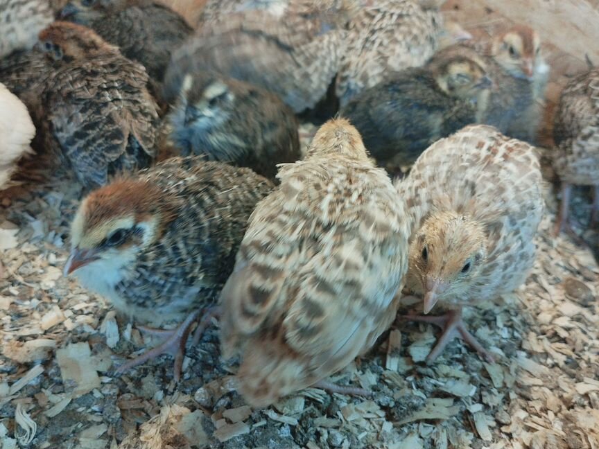 Перепела суточные