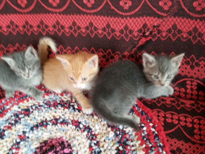 Отдам котяток 1.5 мес в добрые руки