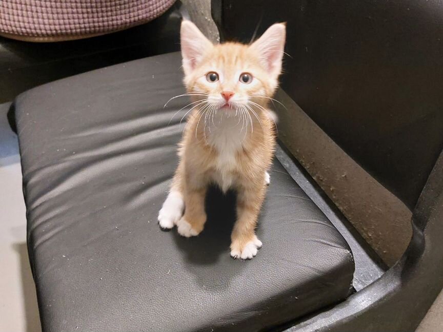 Кошка