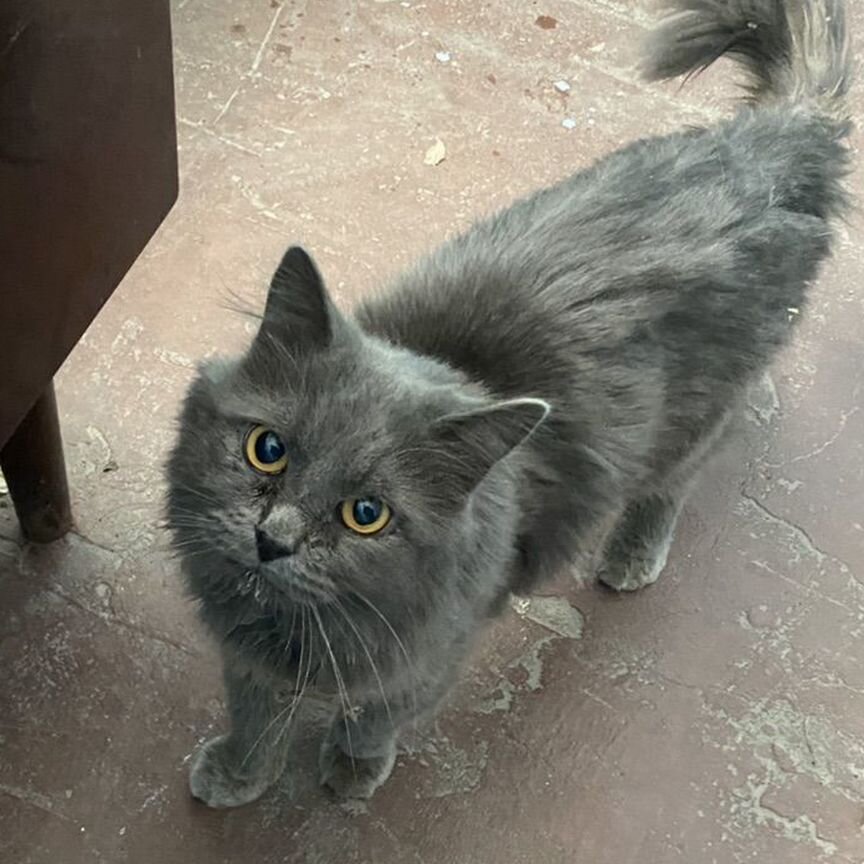 Котик в добрые руки