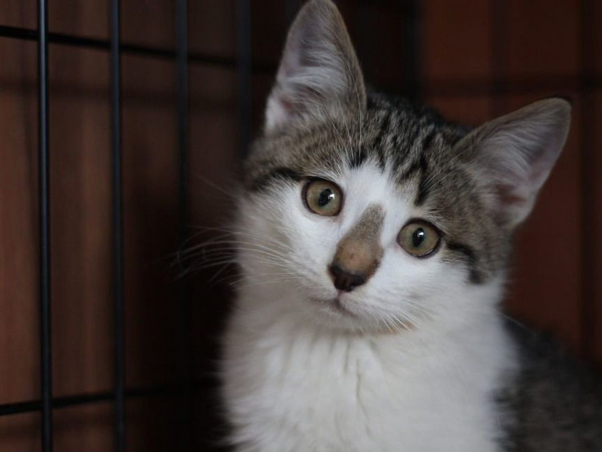 Возьми котенка из приюта