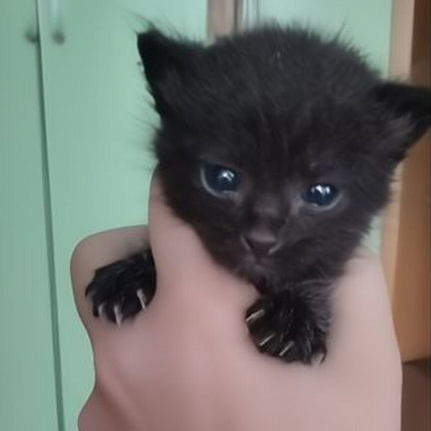 Британский длинношёрстный котёнок