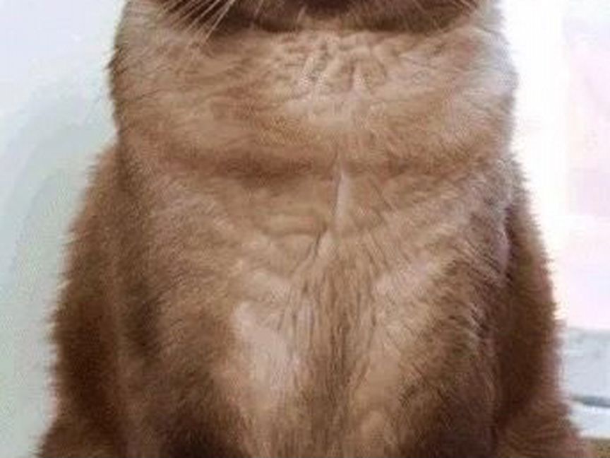 Сиамский котик