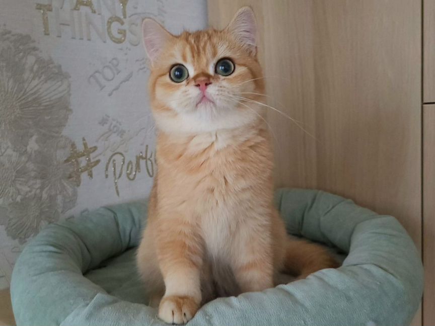 Кошка золотая шиншилла