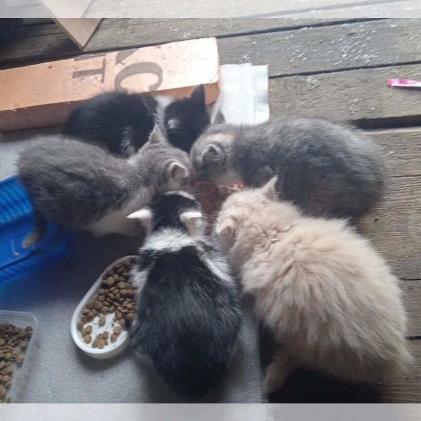 Котята замерзают на улице