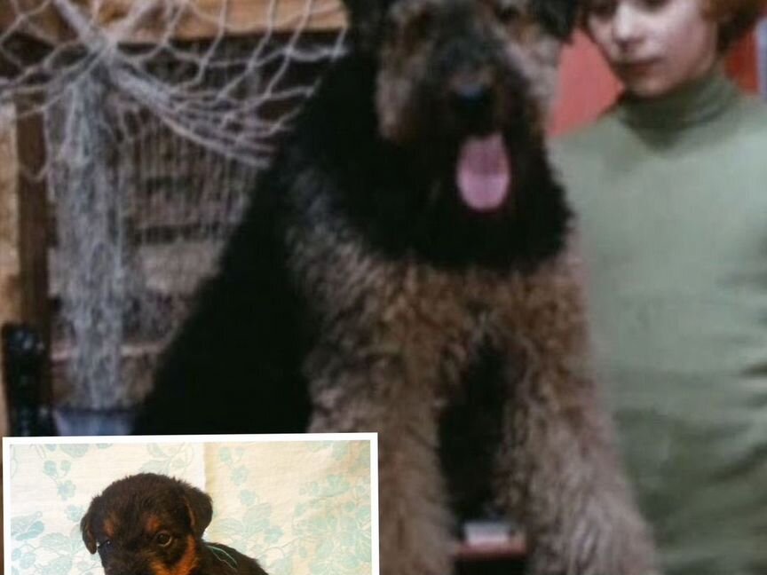 Эрдель из Электроника