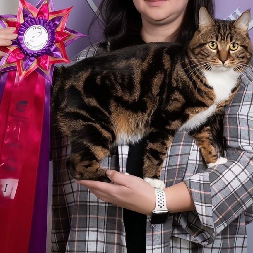 Курильский бобтейл короткошёрстный котёнок