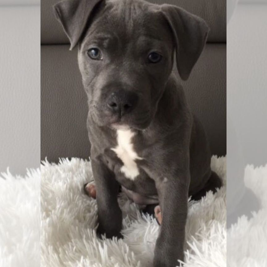 Американский питбультерьер, щенок