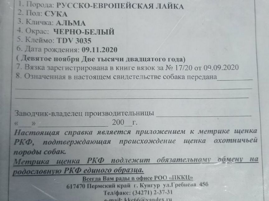 Русско-европейская лайка