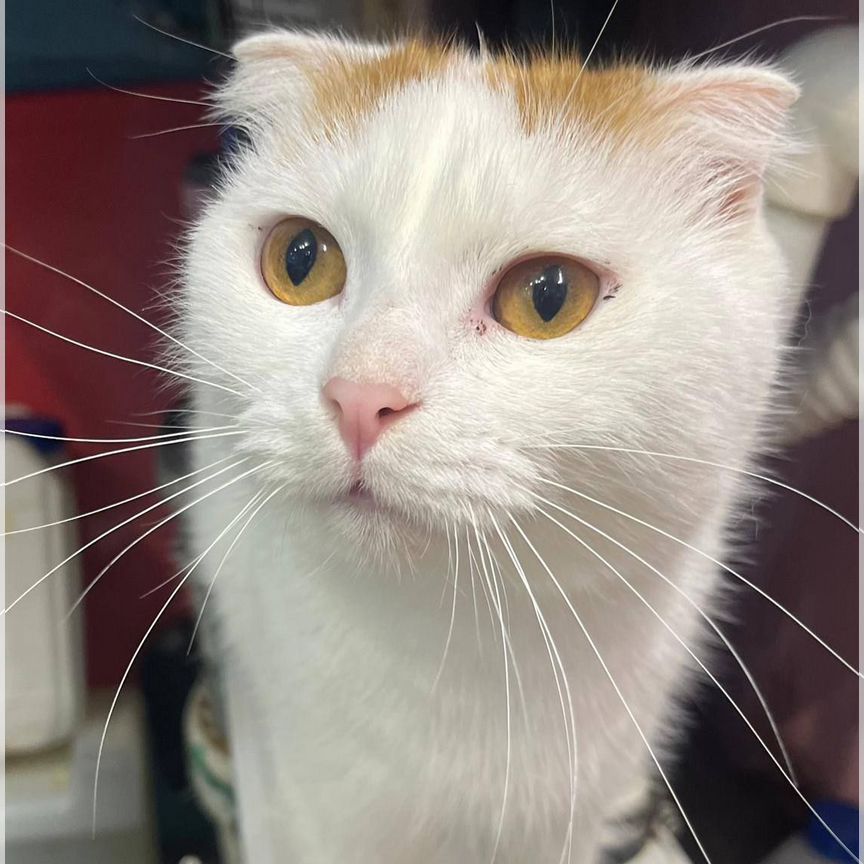 Шотландская вислоухая короткошёрстная кошка, взрослая