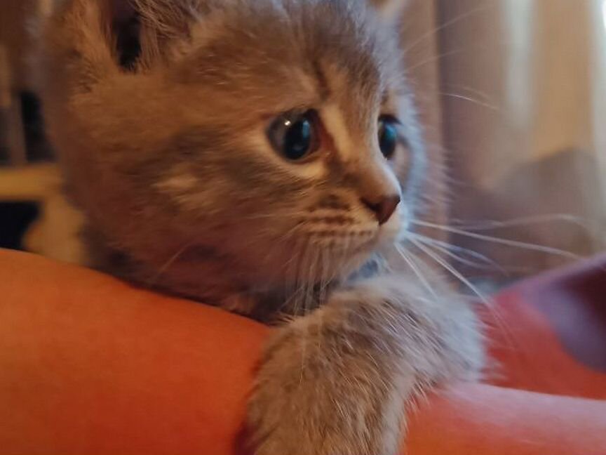 Кошки в добрые руки породистые