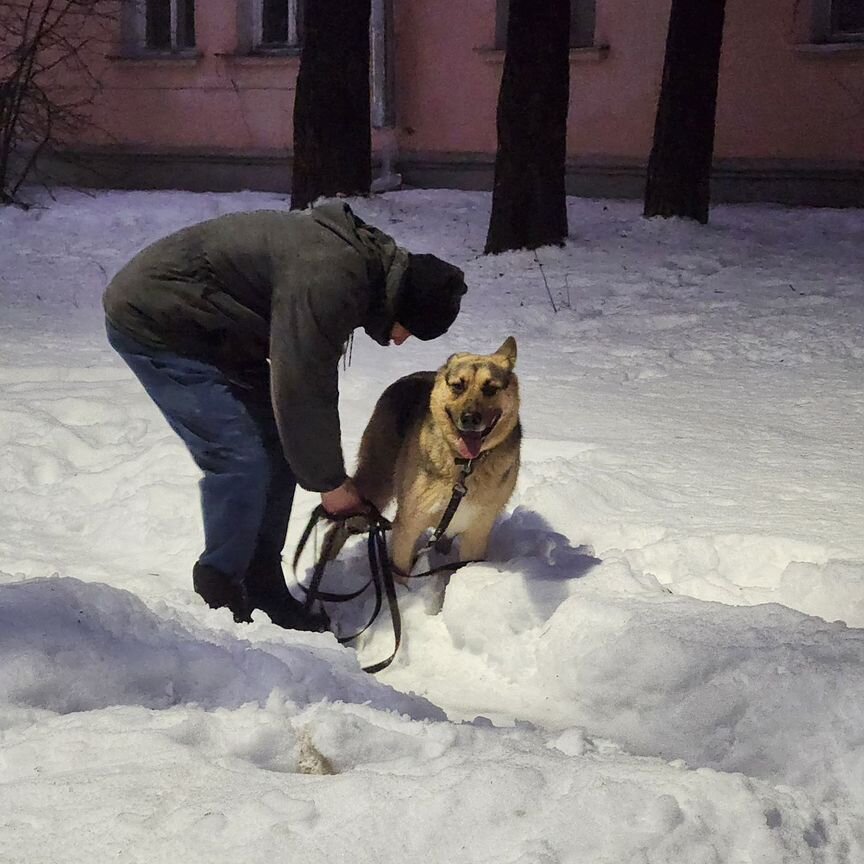 Пёс в добрые руки