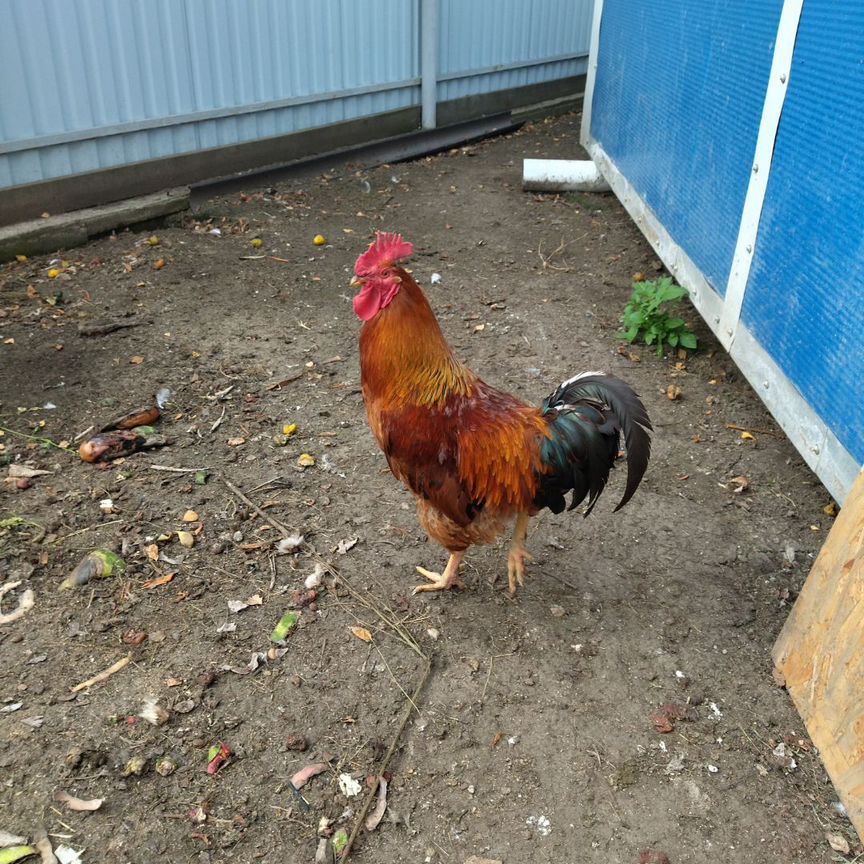 Куры петухи