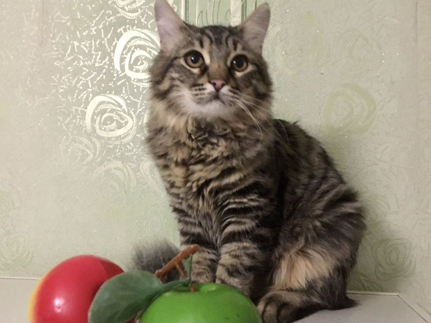 Ласкунчик Филя в дар