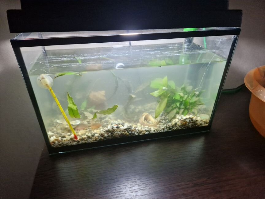 Аквариум, растения, улитка