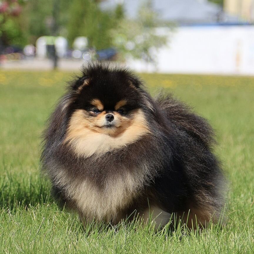 Померанский шпиц девочка