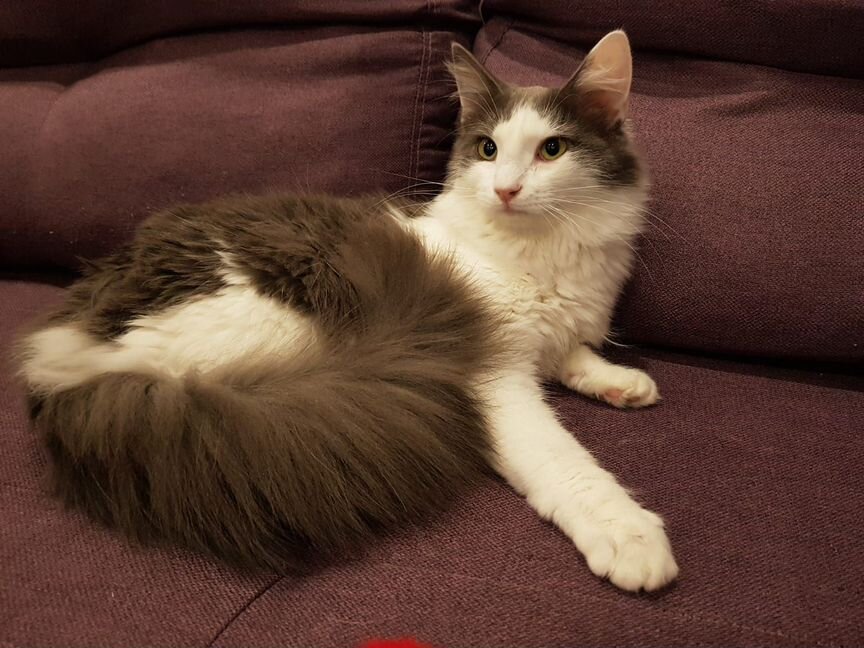 Кошка