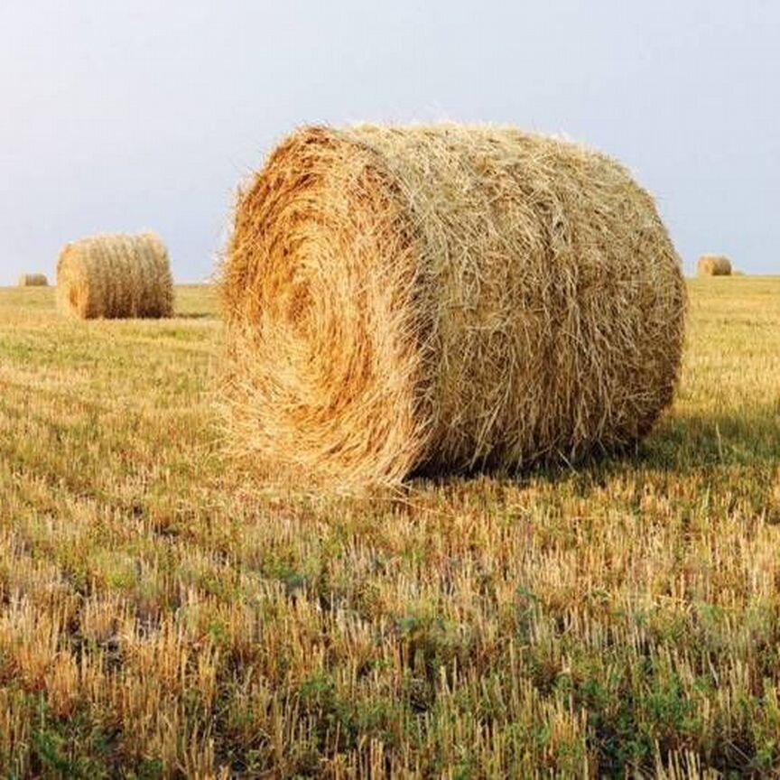 Сено и солома в рулонах