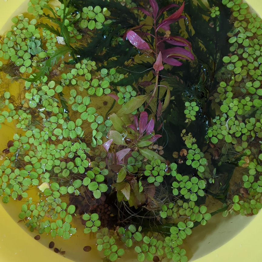 Аквариумные растения