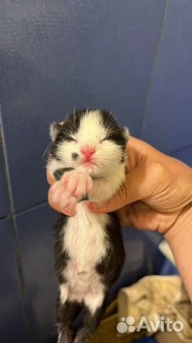 Котята